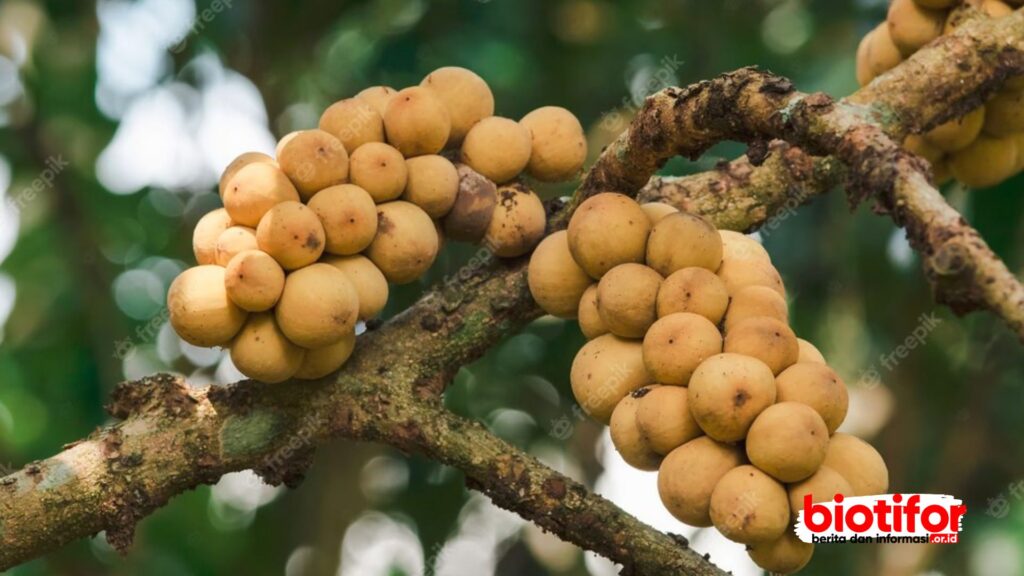 Manfaat Buah Duku: Keajaiban Kesehatan dari Alam Tropis