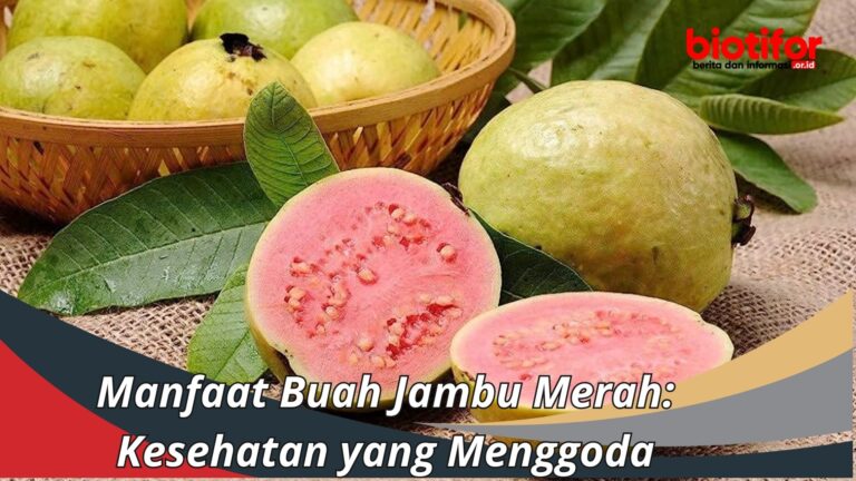 Manfaat Buah Jambu Merah: Kesehatan yang Menggoda
