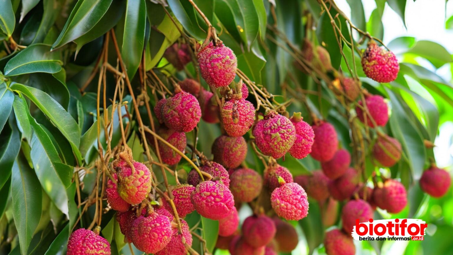 Jenis Buah Leci: Manfaat dan Keajaiban Kesehatan di Dalamnya