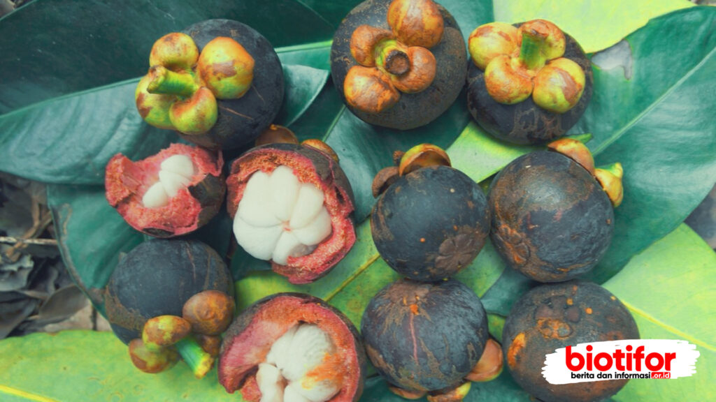 Manfaat Buah Manggis Untuk Kesehatan Kita