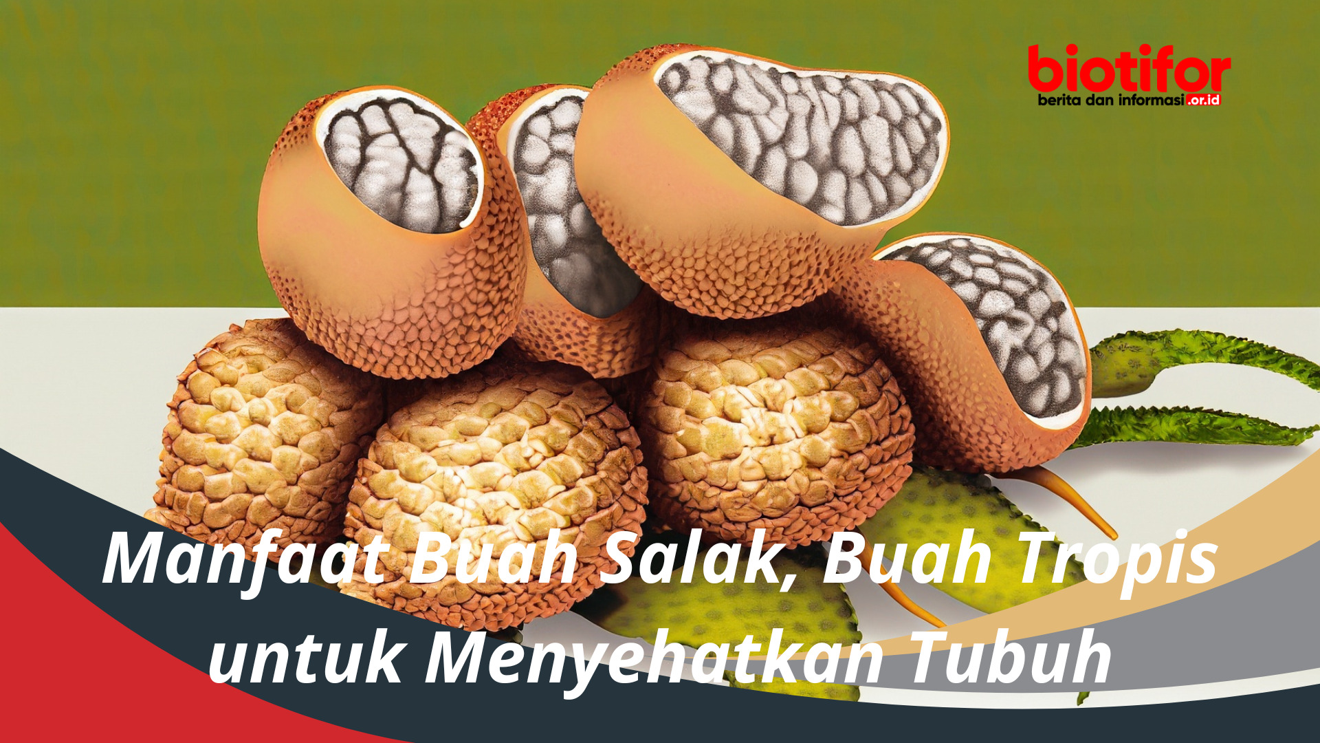 Manfaat Buah Salak Buah Tropis Untuk Menyehatkan Tubuh Biotifor