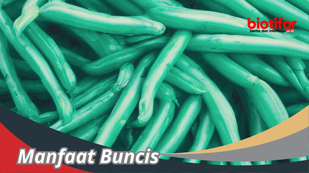 Manfaat Buncis: Meningkatkan Kesehatan dan Kesejahteraan