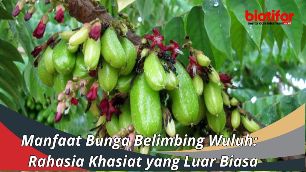 Manfaat Bunga Belimbing Wuluh: Rahasia Khasiat yang Luar Biasa