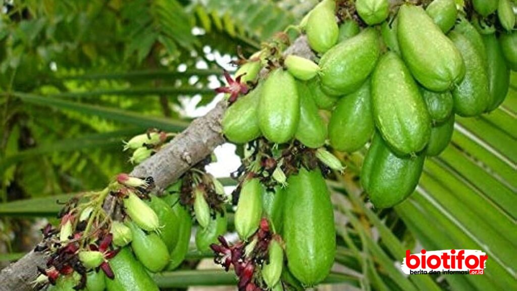 Manfaat Bunga Belimbing Wuluh: Rahasia Khasiat yang Luar Biasa