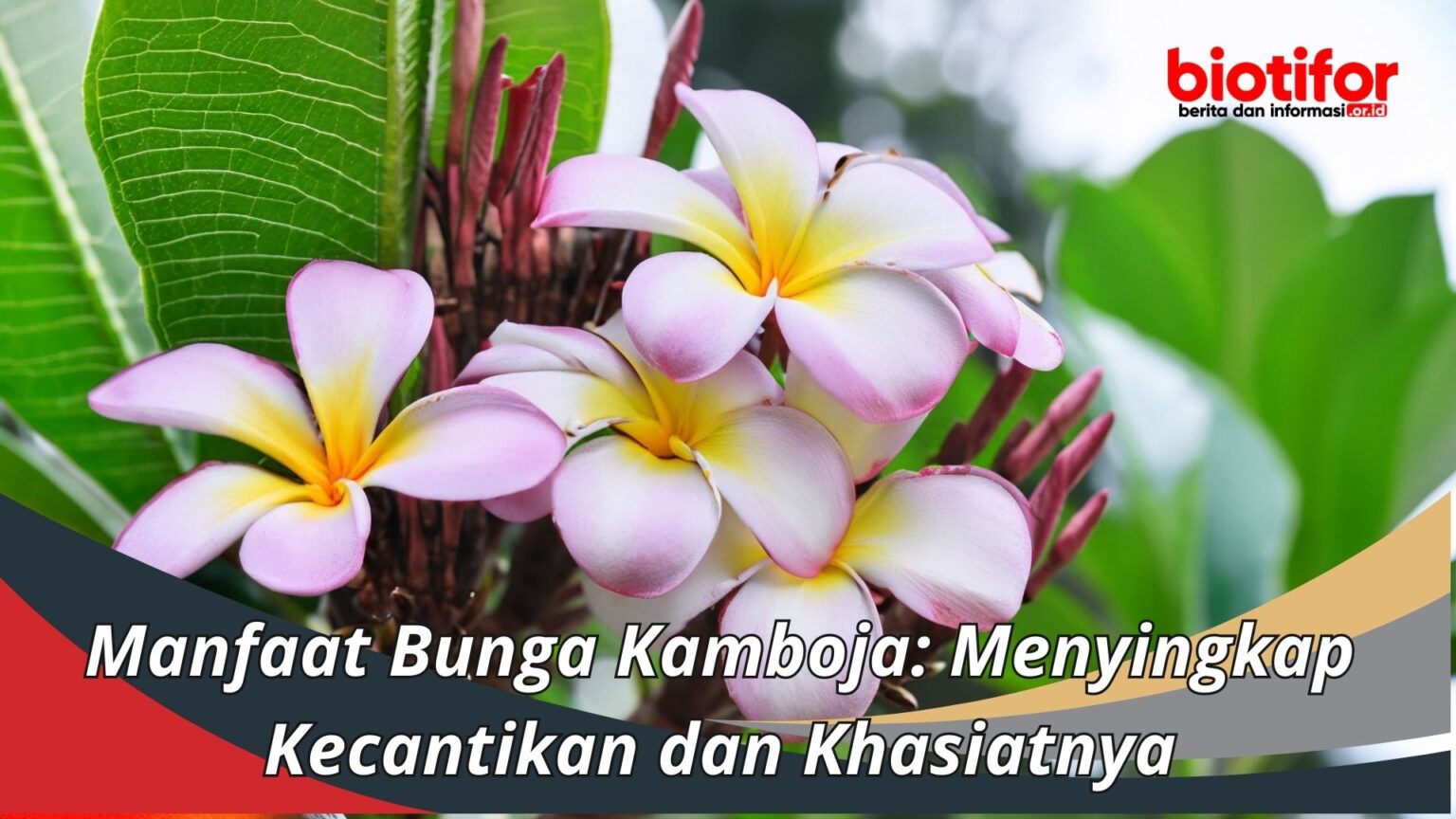 Manfaat Bunga Kamboja: Menyingkap Kecantikan dan Khasiatnya - Biotifor