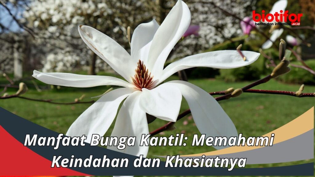 Manfaat Bunga Kantil: Memahami Keindahan dan Khasiatnya - Biotifor