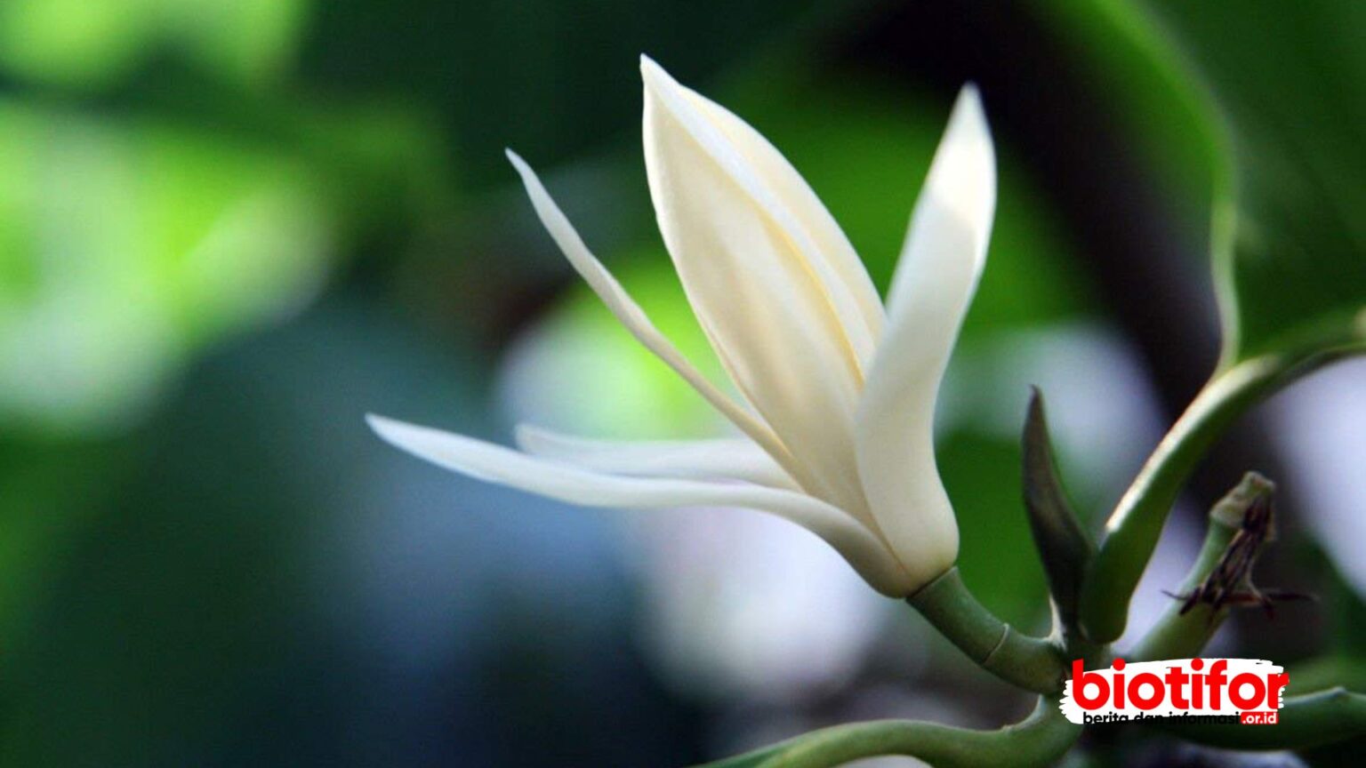 Manfaat Bunga Kantil: Memahami Keindahan dan Khasiatnya - Biotifor