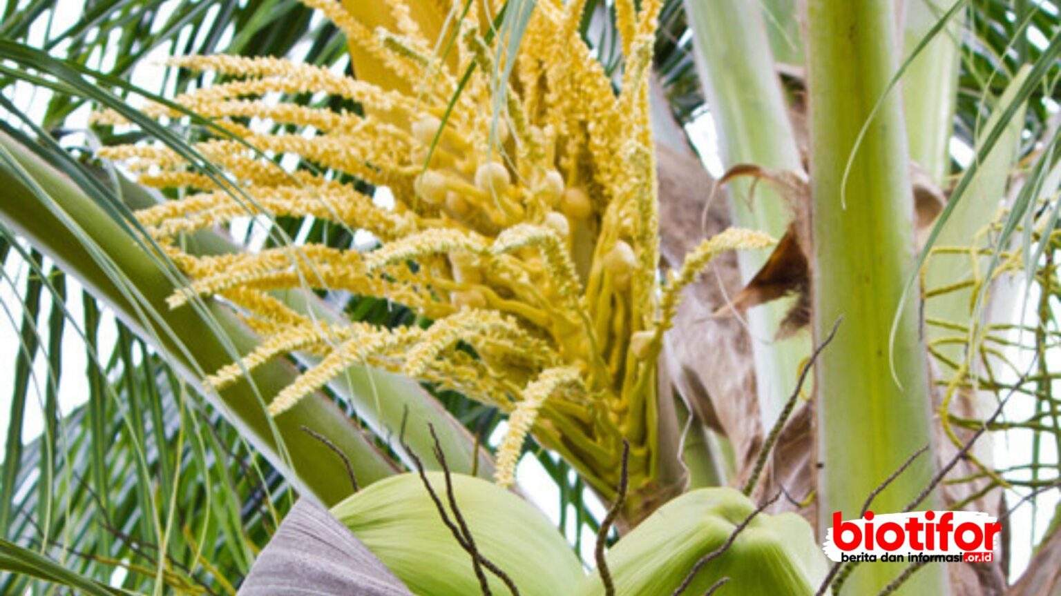 Manfaat Bunga Kelapa: Khasiat Luar Biasa dari Bunga Kelapa - Biotifor