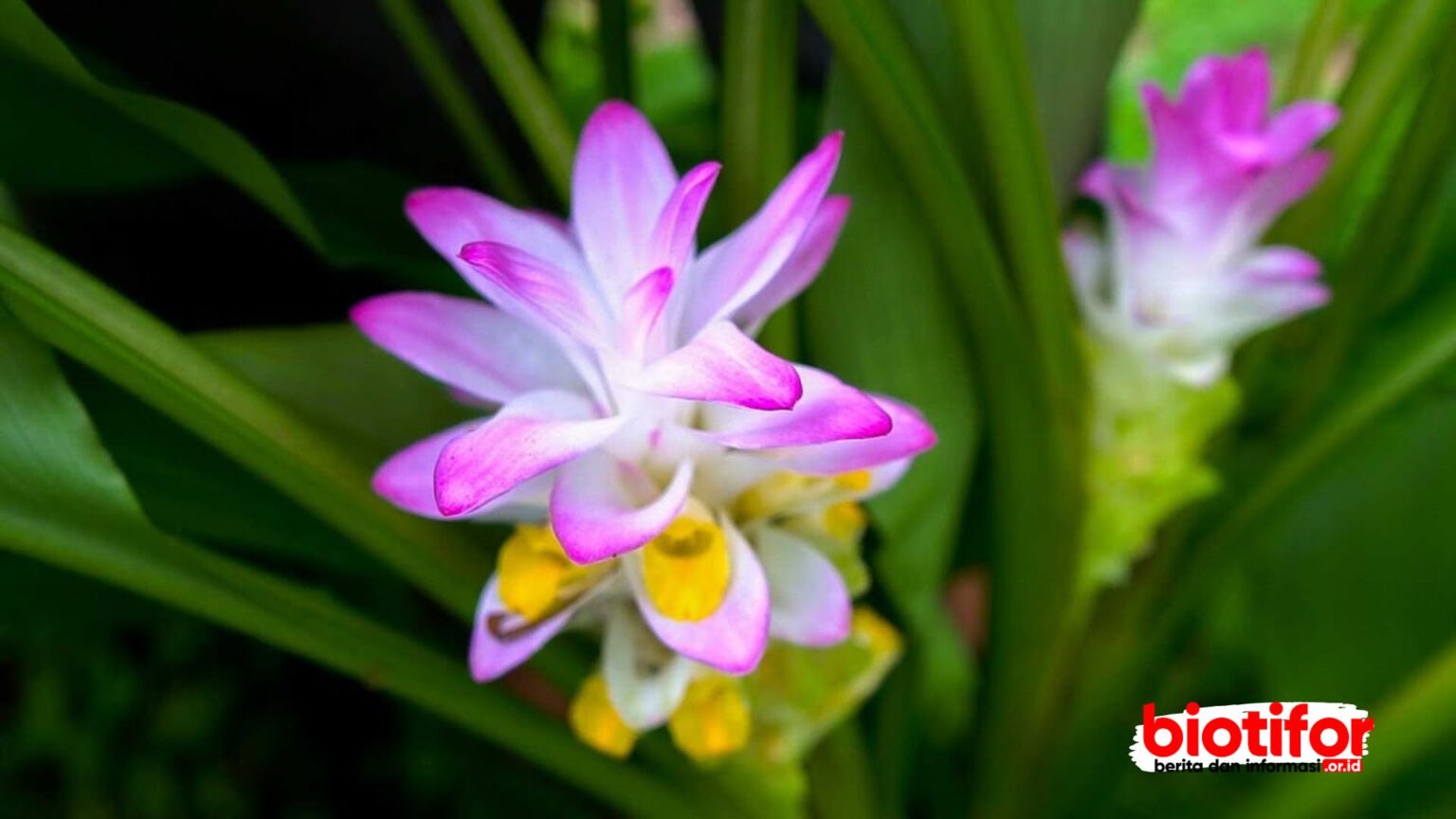 Manfaat Bunga Kunyit: Khasiat Luar Biasa dari Bunga yang Cantik