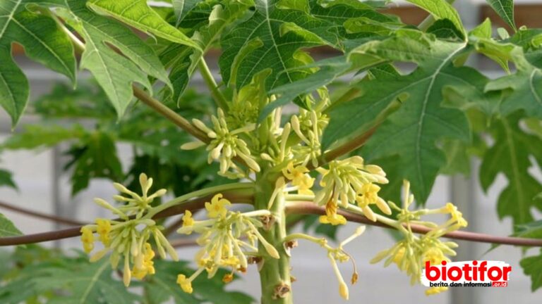 11 Manfaat Bunga Pepaya Bagi kesehatan dan Cara Mengolahnya - Biotifor