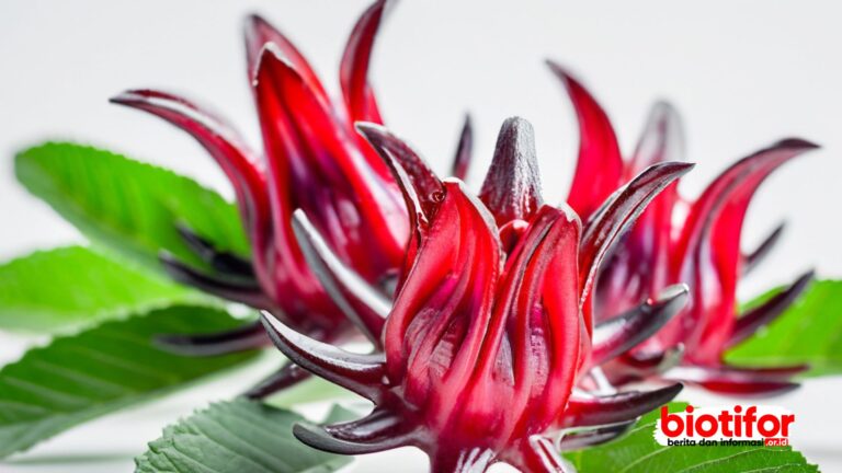Manfaat Bunga Rosella: Khasiat dan Keajaiban untuk Kesehatan - Biotifor