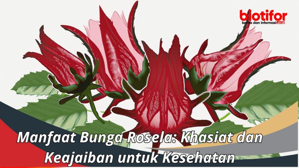 Manfaat Bunga Rosella: Khasiat dan Keajaiban untuk Kesehatan - Biotifor