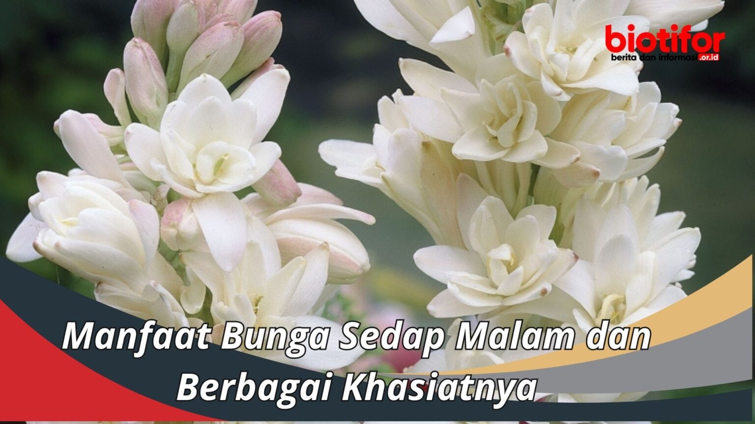 Manfaat Bunga Sedap Malam dan Berbagai Khasiatnya - Biotifor