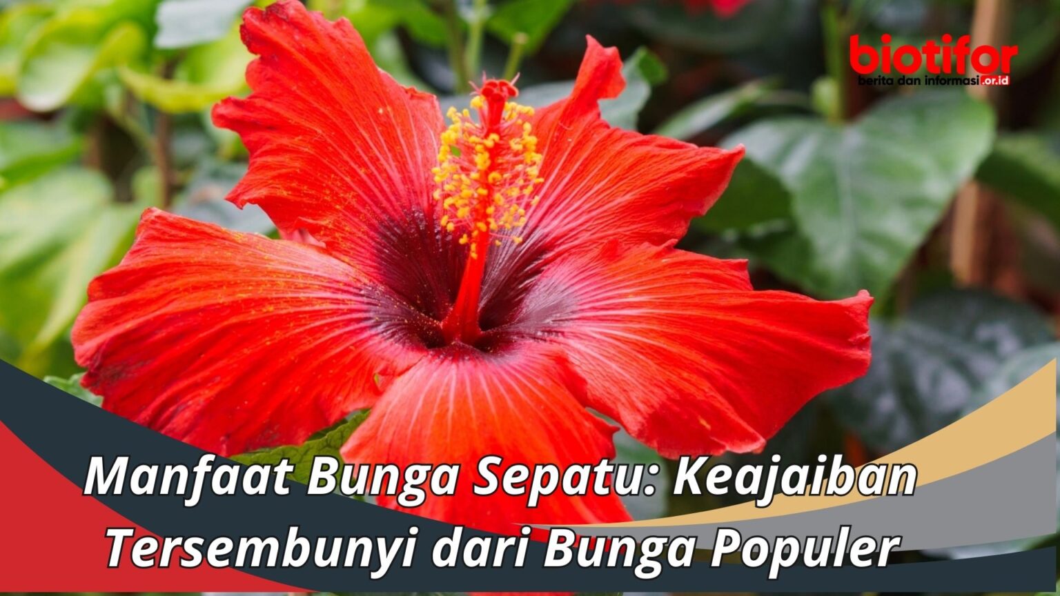 Manfaat Bunga Sepatu: Keajaiban Tersembunyi dari Bunga Populer