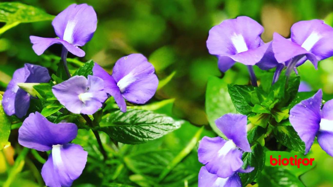 15 Manfaat Bunga Telang, Bisa Menyegarkan Tubuh! - Biotifor
