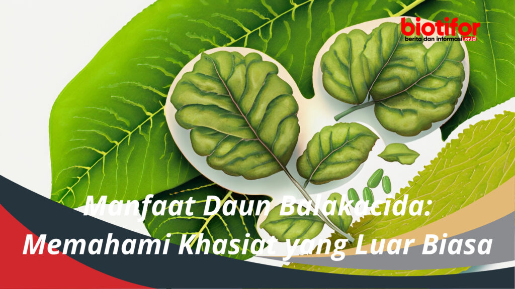 Manfaat Daun Mimba: Kaya Nutrisi dan Khasiat Luar Biasa