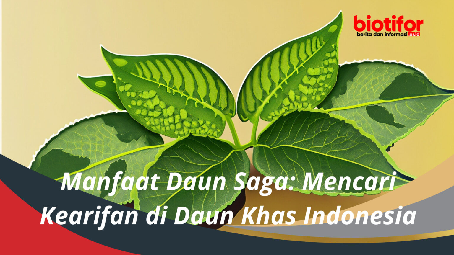 Manfaat Daun Saga: Mencari Kearifan di Daun Khas Indonesia - Biotifor
