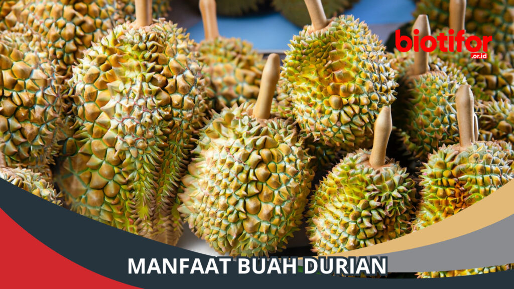 Manfaat Durian: Nikmati Kelezatan dan Khasiat Buah Durian - Biotifor
