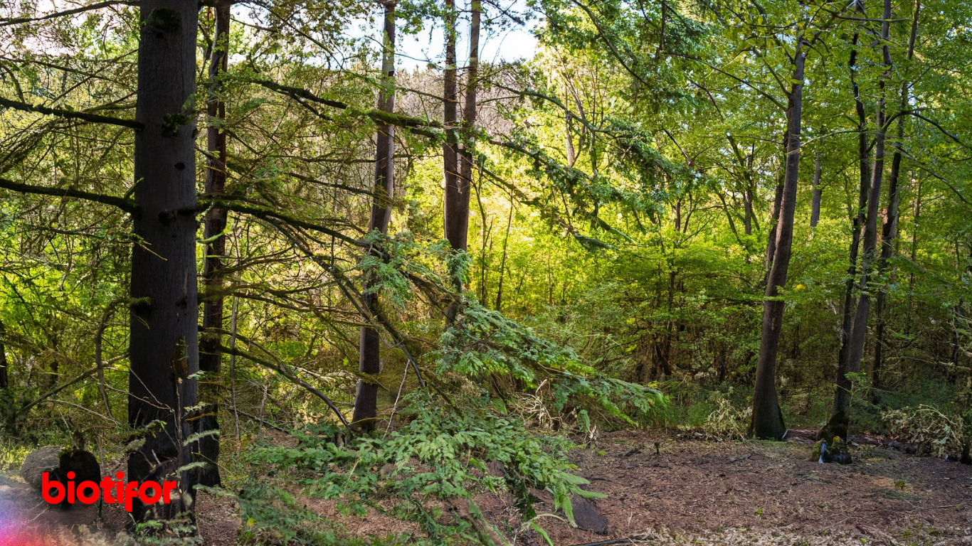 Manfaat Hutan: Melestarikan Hutan demi Kehidupan Manusia - Biotifor