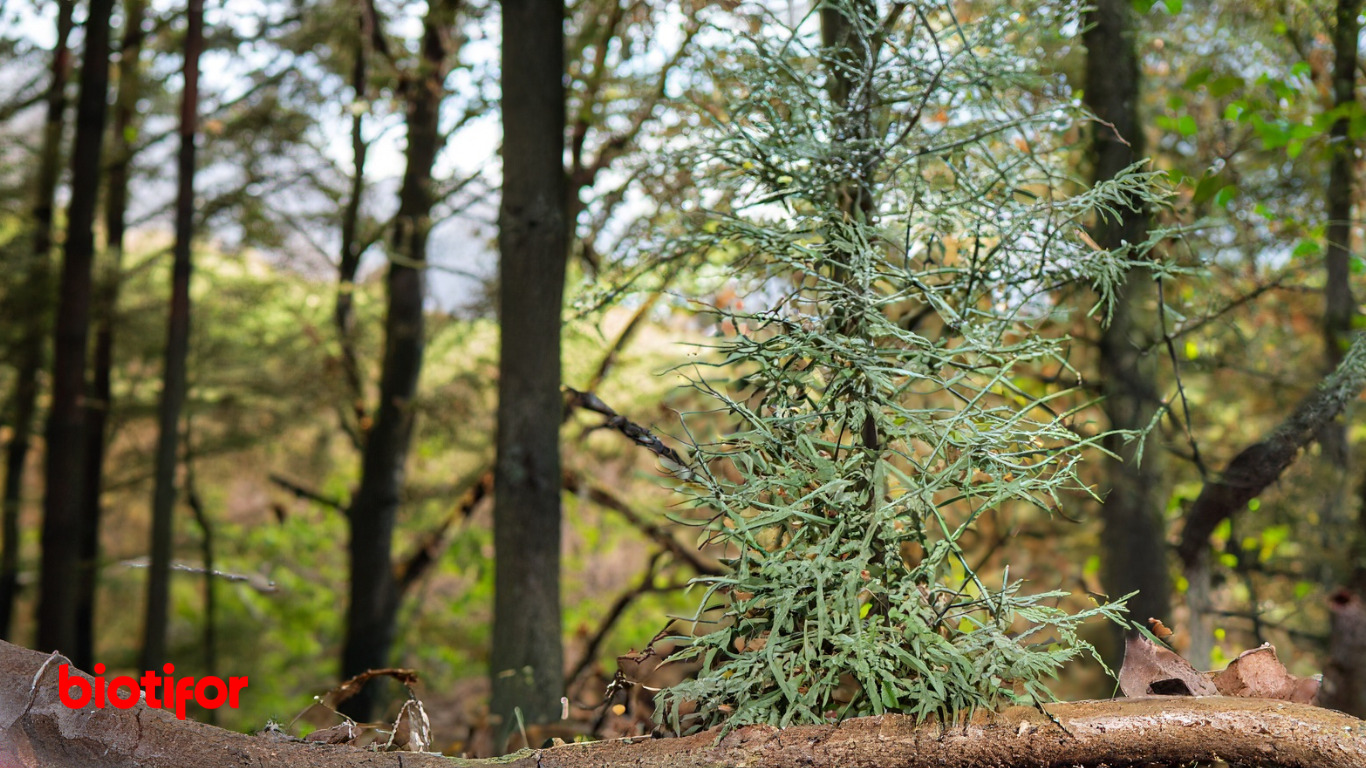 Manfaat Hutan: Melestarikan Hutan demi Kehidupan Manusia - Biotifor
