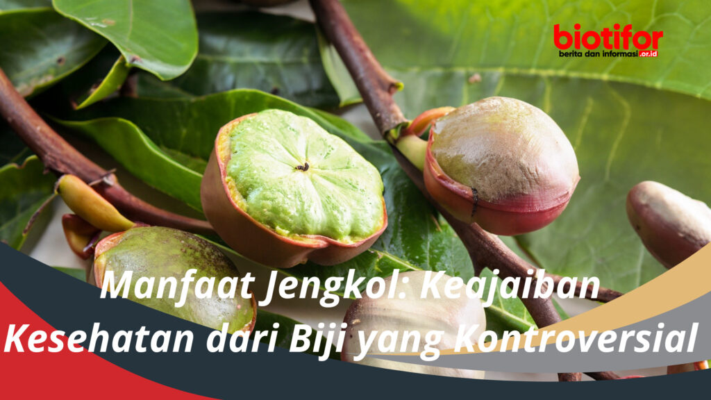 Manfaat Jengkol: Keajaiban Kesehatan dari Biji yang Kontroversial - Biotifor