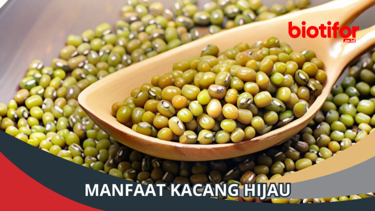 Manfaat Kacang Hijau: Menggali Khasiat Sehat Dalam Setiap Biji - Biotifor
