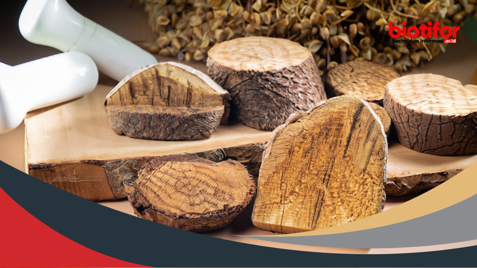 Manfaat Kayu Secang: Keajaiban dengan Beragam Kegunaan - Biotifor