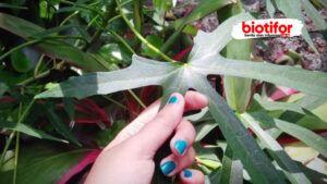 Manfaat Daun Gedi: Khasiat Alam yang Luar Biasa - Biotifor