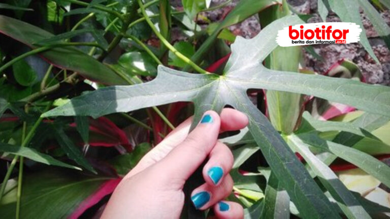 Manfaat Daun Gedi: Khasiat Alam yang Luar Biasa - Biotifor