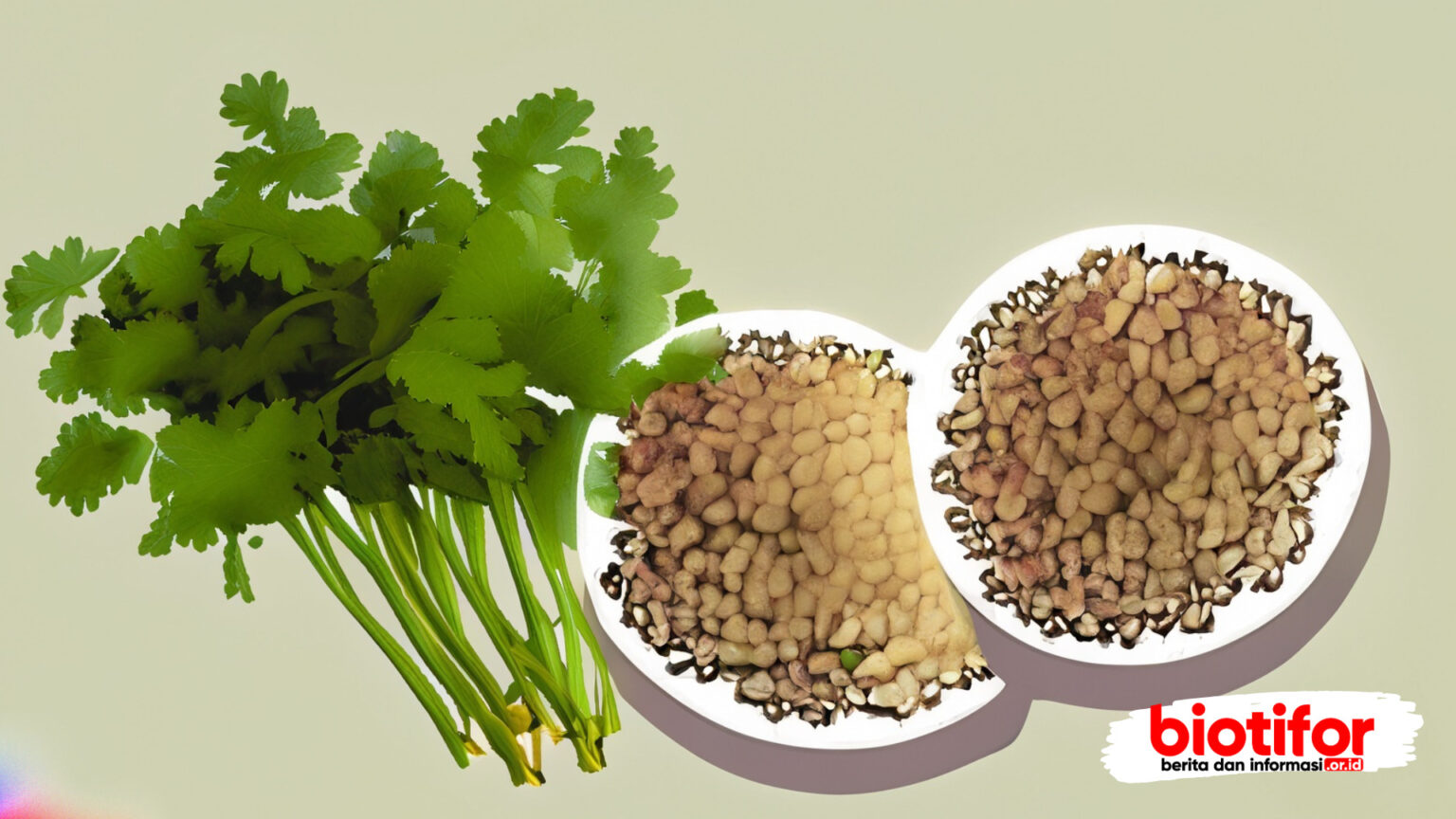 Manfaat Ketumbar: Mengungkap Keajaiban Herbal Kaya Manfaat - Biotifor