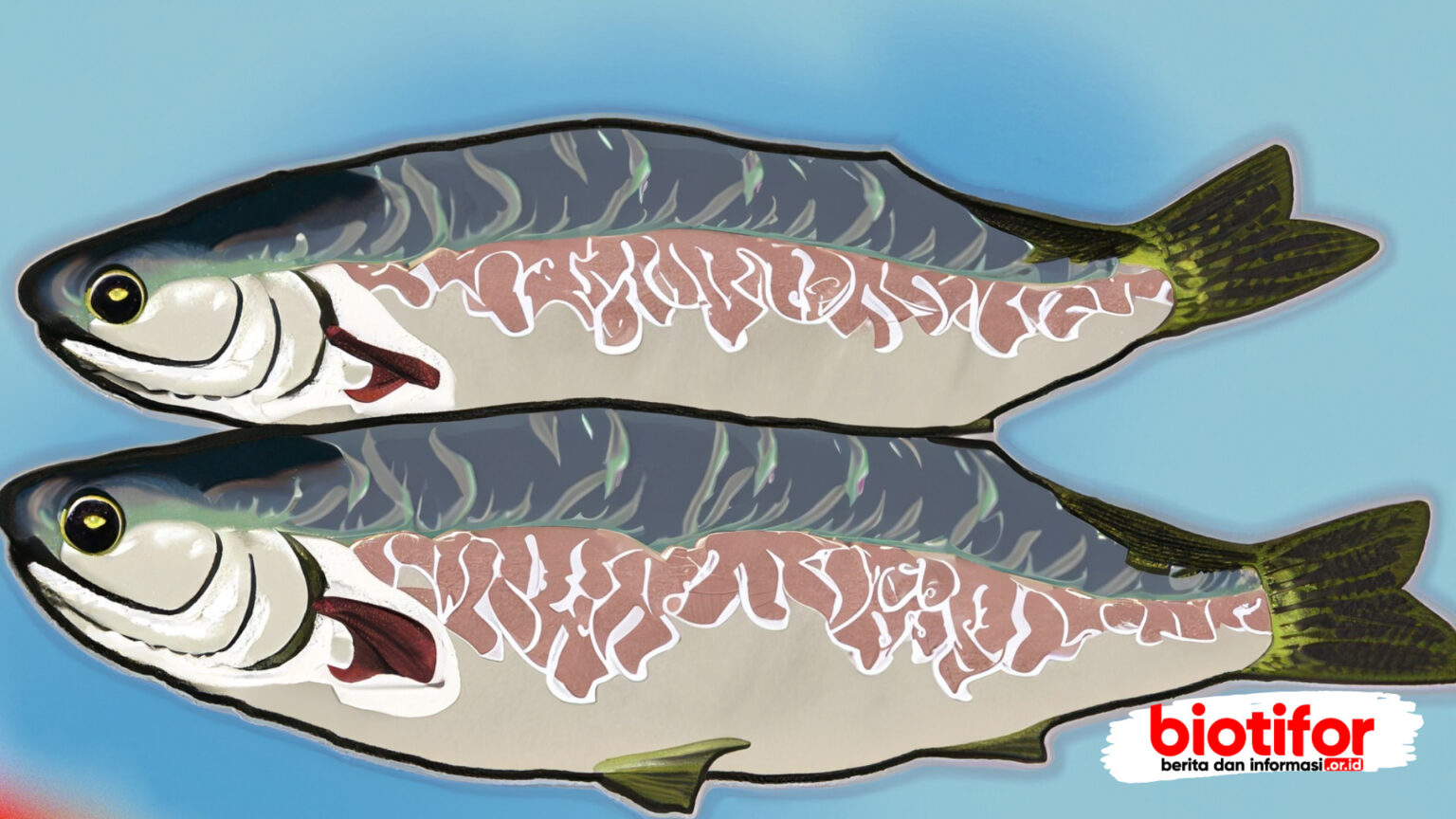 Manfaat Ikan Gabus bagi Kesehatan Beserta Resep Memasaknya - Biotifor