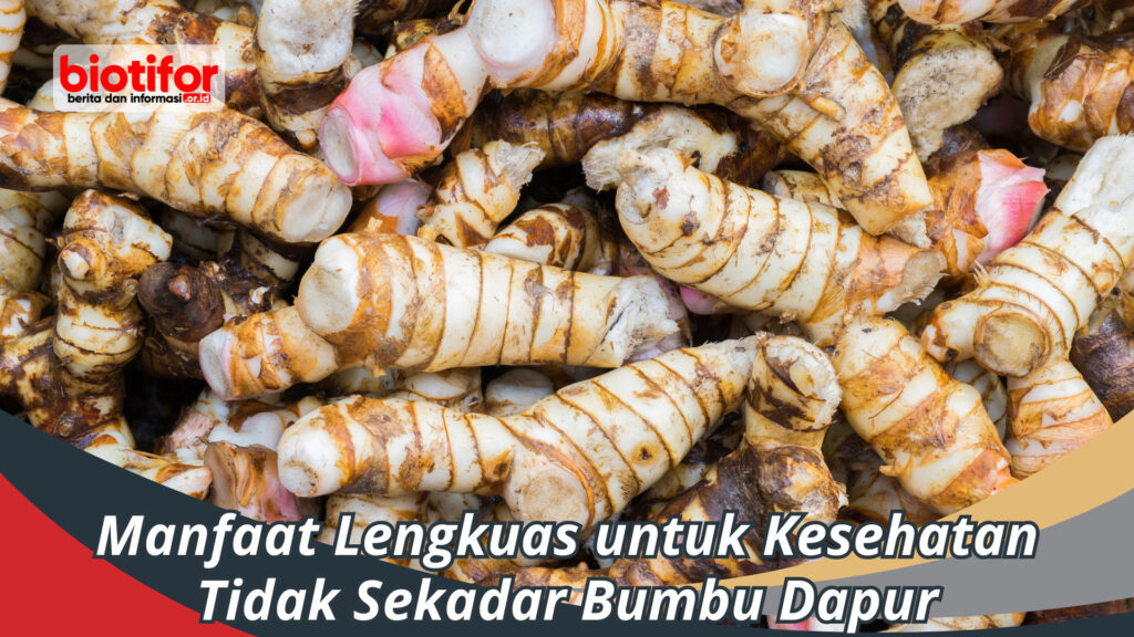 Manfaat Lengkuas untuk Kesehatan, Tidak Sekadar Bumbu Dapur - Biotifor