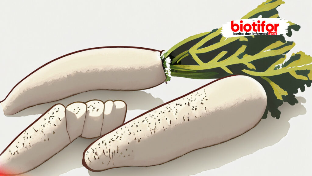 Manfaat Lobak Putih: Rahasia Kesehatan yang Tersembunyi - Biotifor