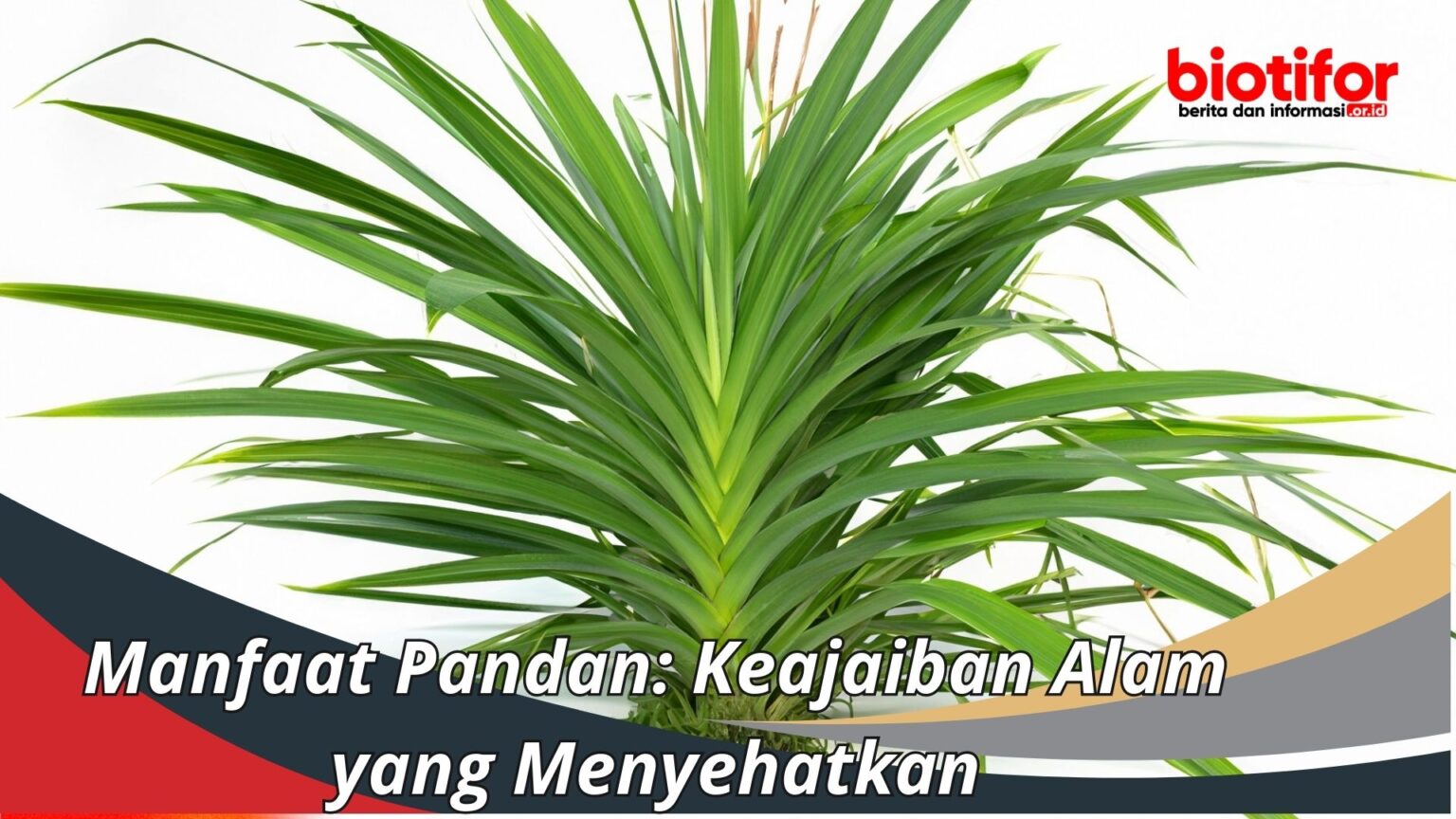 Manfaat Pandan: Keajaiban Alam yang Menyehatkan