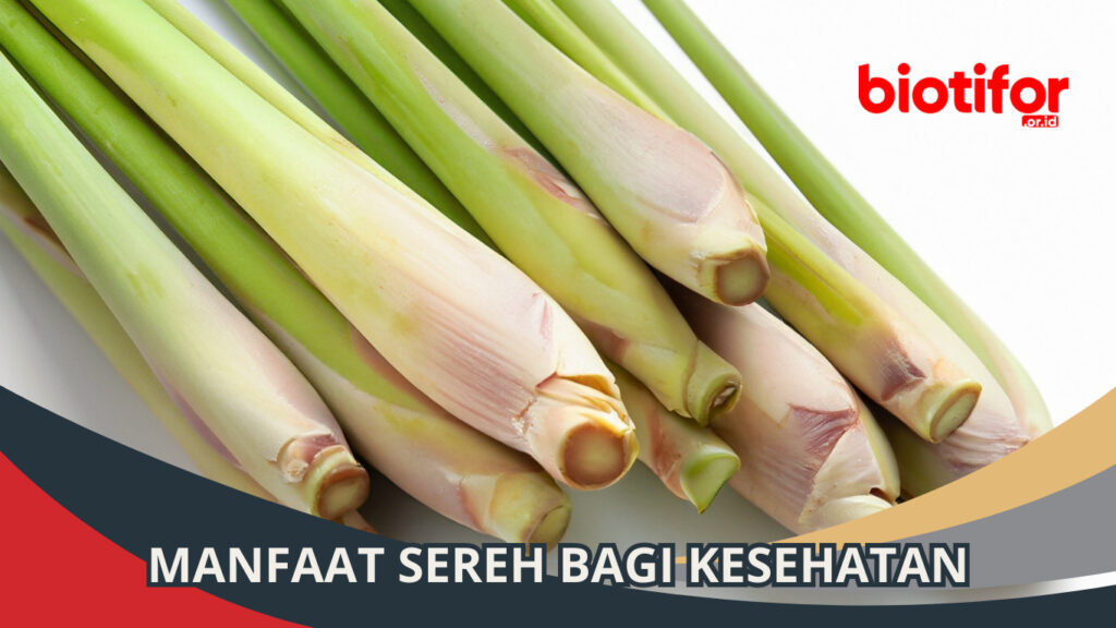 8 Manfaat Sereh Bagi Kesehatan - Biotifor