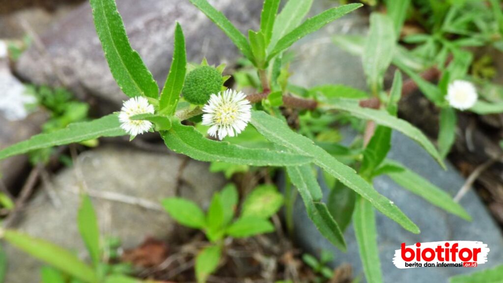 Manfaat Tanaman Urang Aring: Kesehatan yang Tersembunyi dalam Tumbuhan