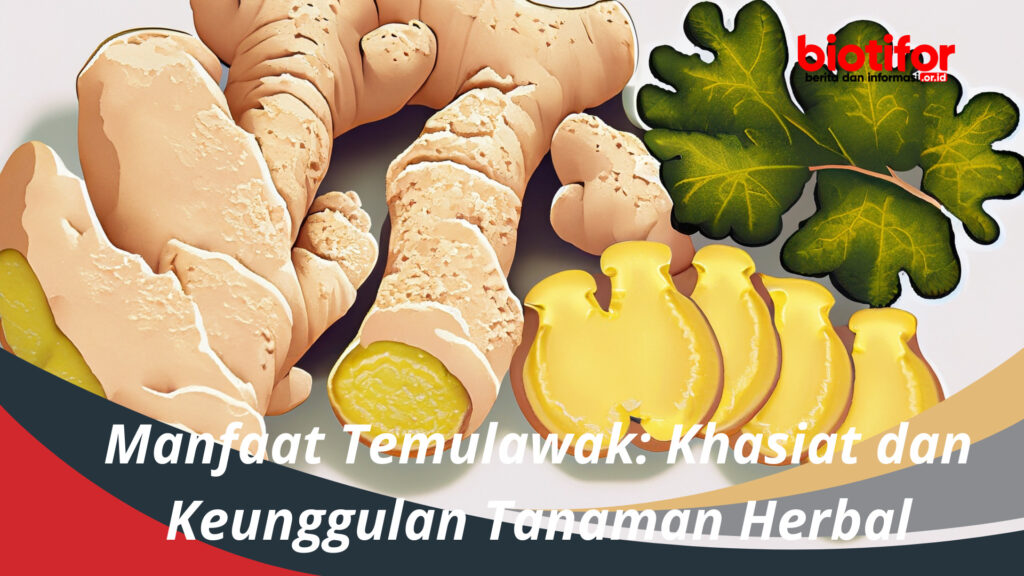 Manfaat Temulawak: Khasiat dan Keunggulan Tanaman Herbal - Biotifor