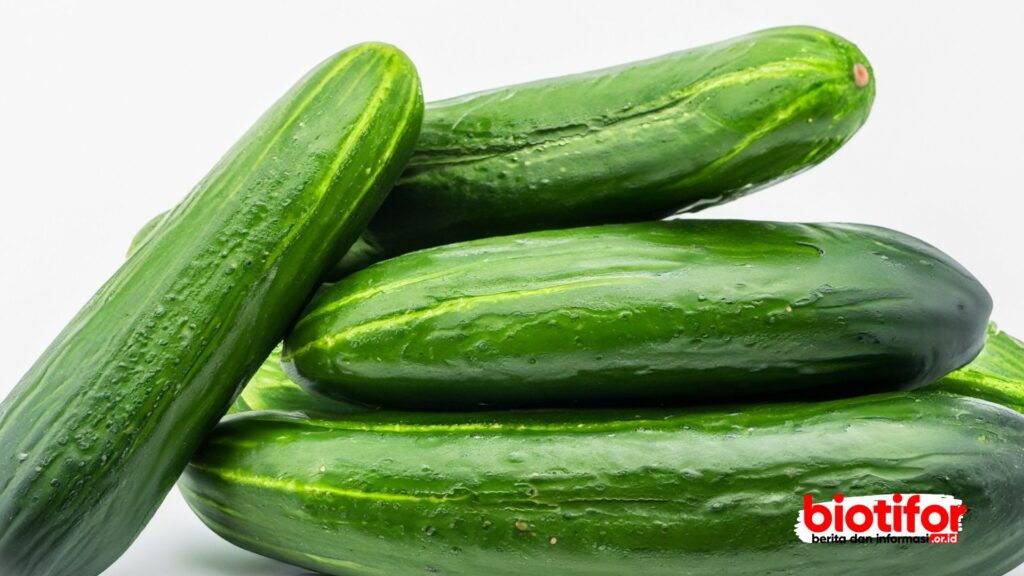 Jenis Timun: Menyegarkan dan Meningkatkan Kesehatan