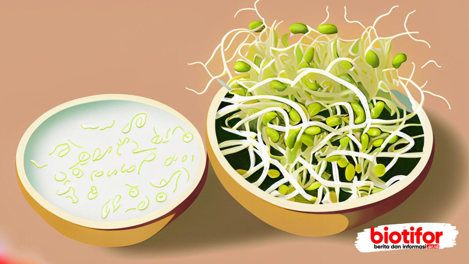 15 Manfaat Toge untuk Kesehatan dan Kecantikan - Biotifor