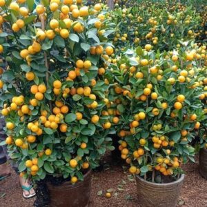 Cara Menanam Jeruk Santang Madu - Biotifor