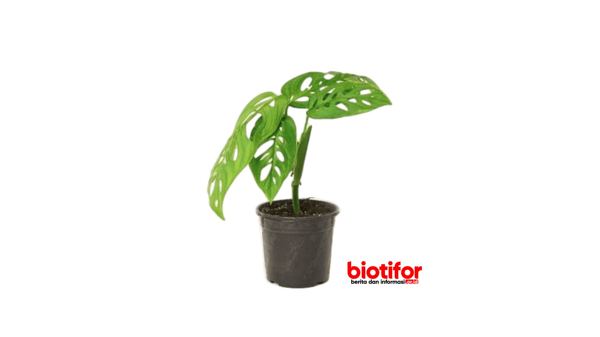 15 Jenis Tanaman Monstera, Serta Panduan Lengkap Merawatnya