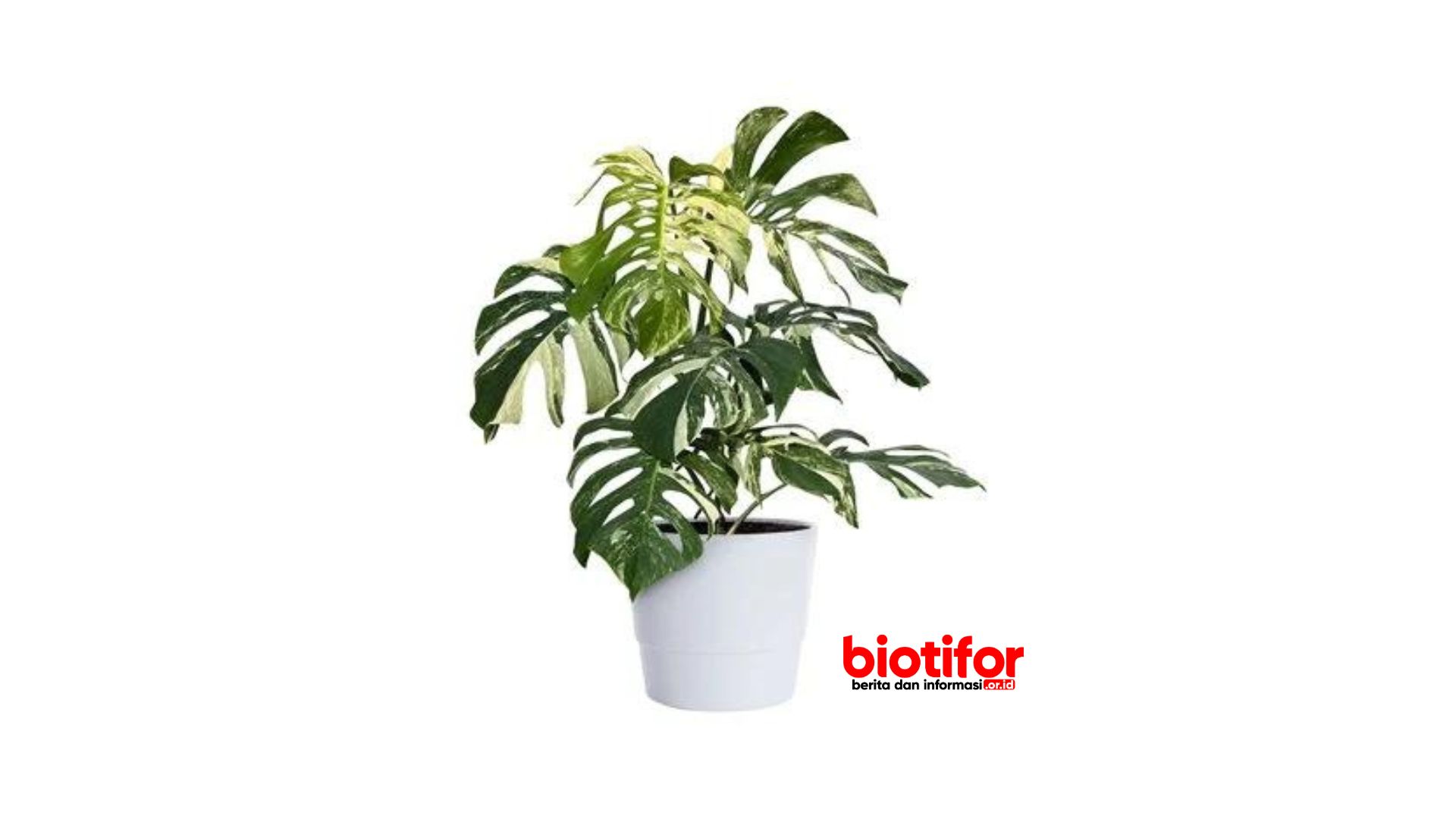 15 Jenis Tanaman Monstera, Serta Panduan Lengkap Merawatnya