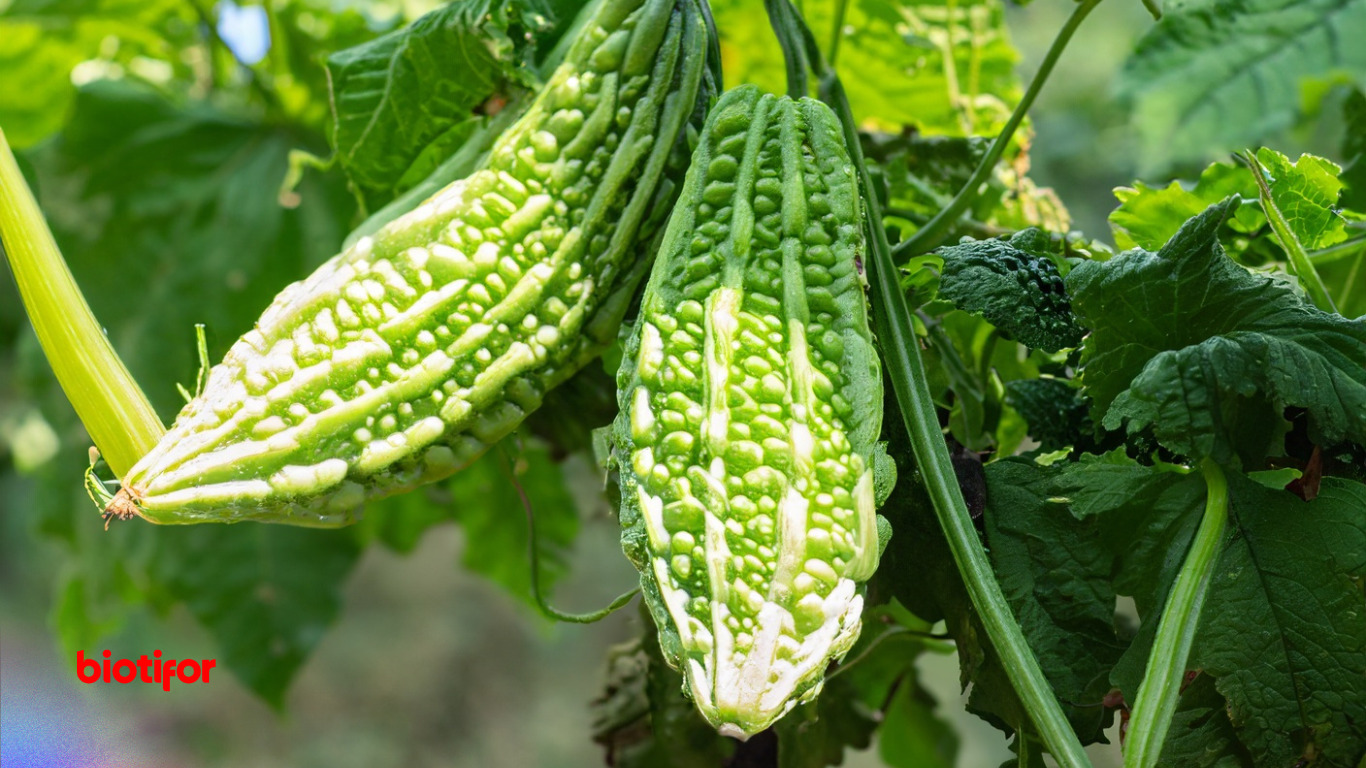 5 Manfaat Pare: Mengurangi Risiko Penyakit - Biotifor