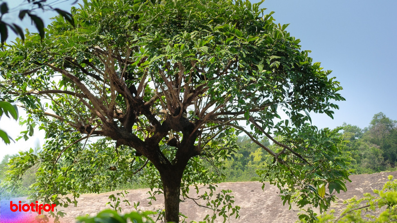 Pohon Bidara - Pengetahuan tentang Pohon Asli Indonesia - Biotifor