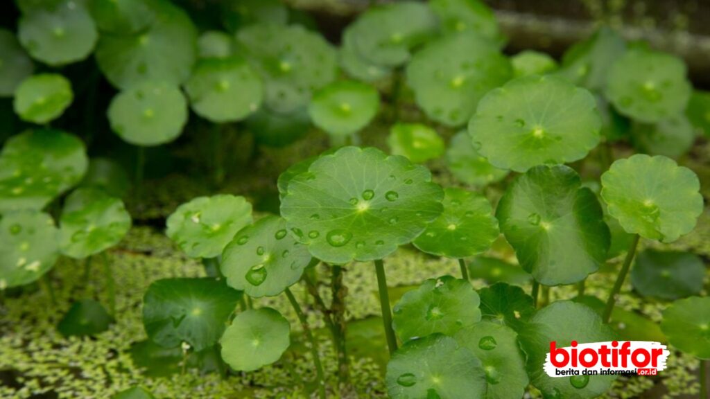 15 Jenis Tanaman Air Yang Cocok Untuk Akuarium