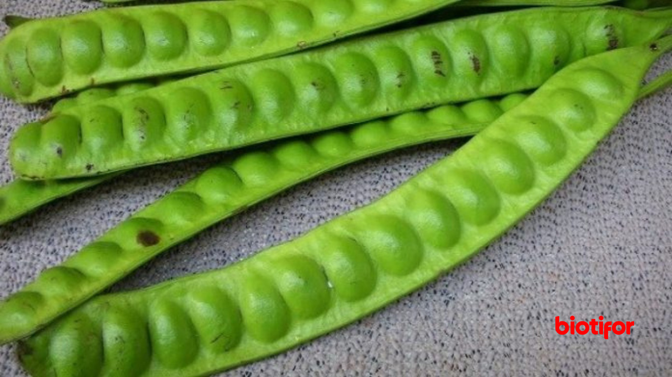 Manfaat Pete: Kaya Manfaat dan Khasiat Sayuran Pete - Biotifor