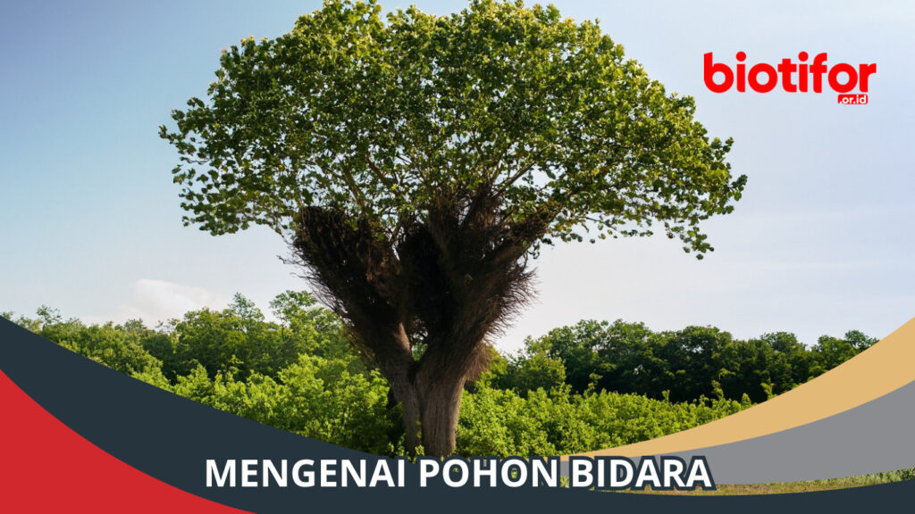 Pohon Bidara - Pengetahuan tentang Pohon Asli Indonesia - Biotifor