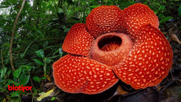 Bunga Rafflesia Arnoldi: Keajaiban Alam Indonesia yang Memukau - Biotifor