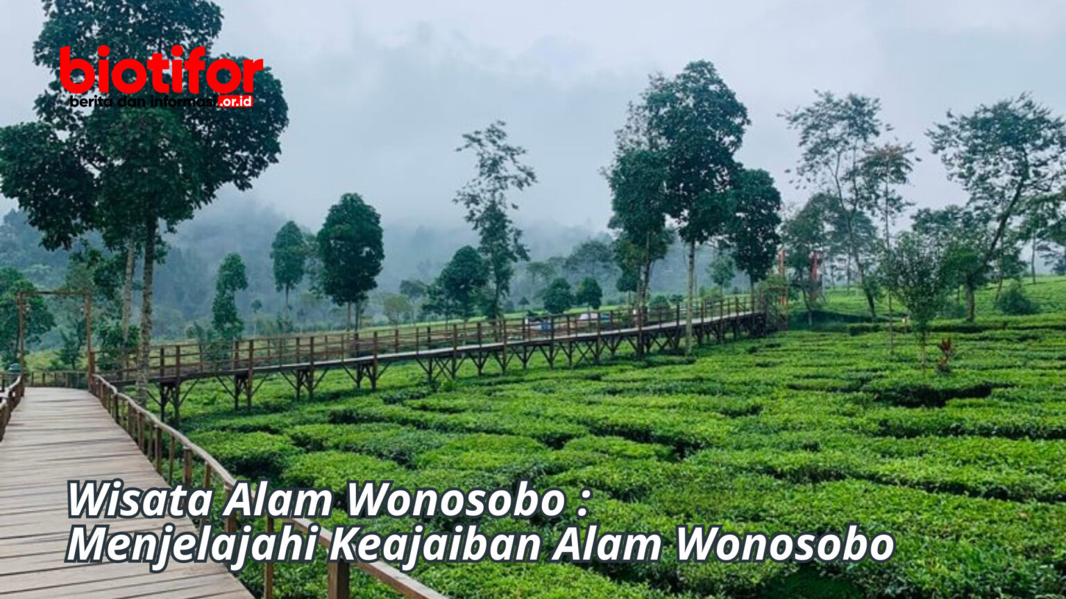 Wisata Alam Wonosobo : Menjelajahi Keajaiban Alam Wonosobo - Biotifor