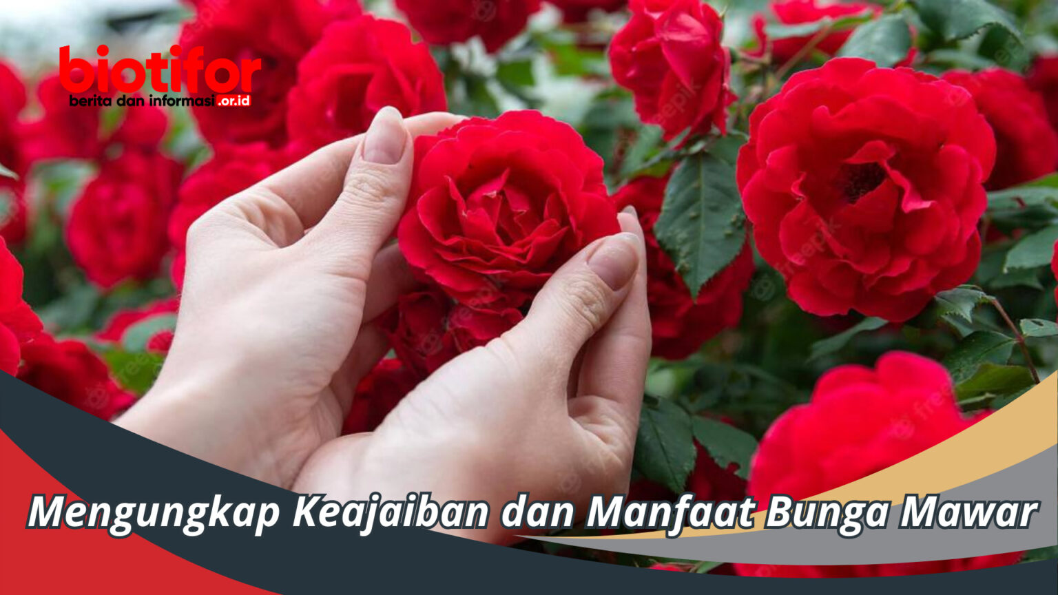 Mengungkap Keajaiban dan Manfaat Bunga Mawar - Biotifor